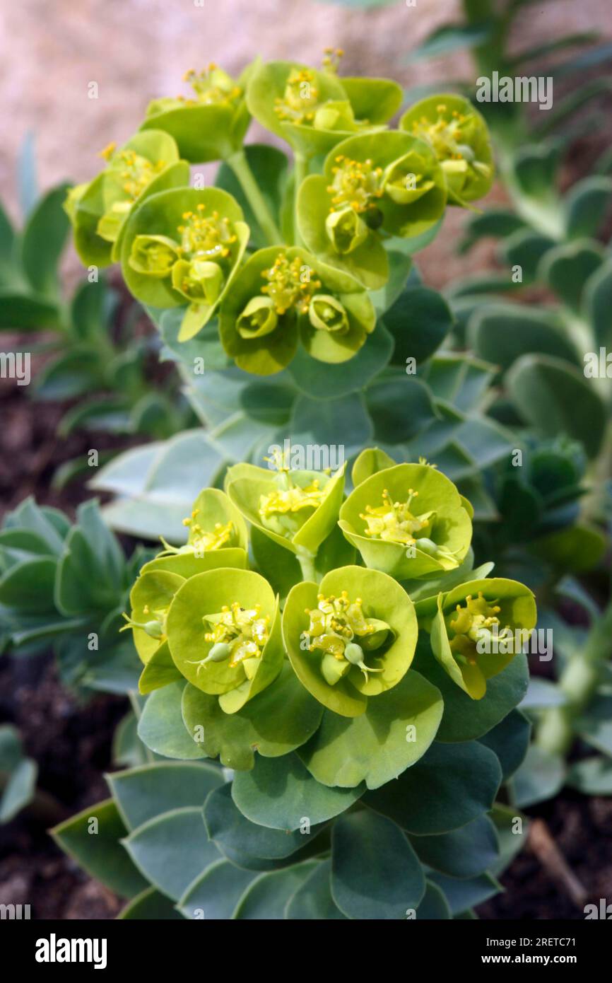 Creeping Spurge (Euphorbia myrsinites), Donkey Tail, Myrtle Spurge ...