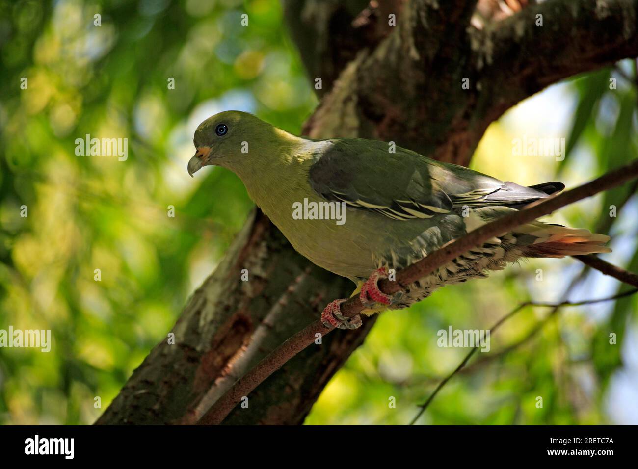 African Green Pigeon (Treron calva Stock Photo - Alamy