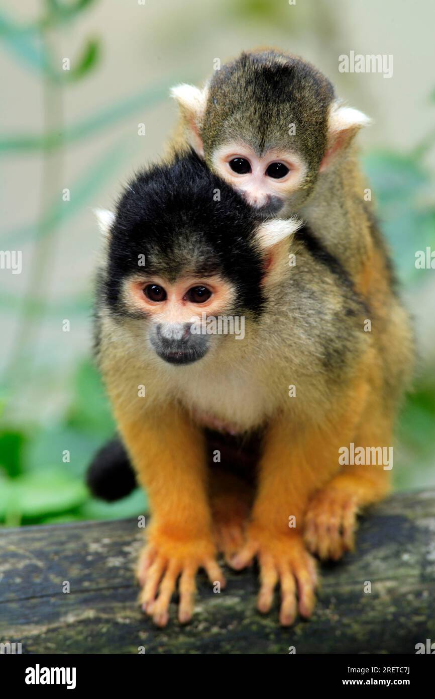 Common squirrel monkey (Saimiri sciureus), female with young Stock ...