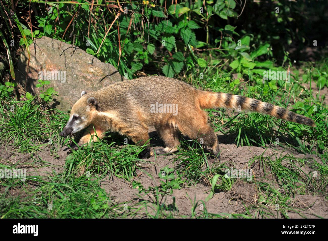 Ring-tailed Coati (Nasua nasua), Southern Coati Stock Photo - Alamy