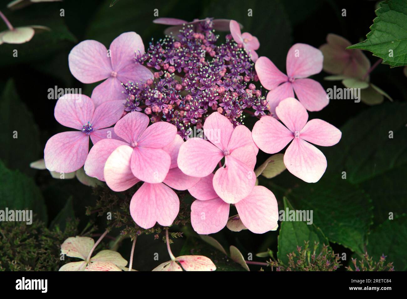 Hortensia (Hydrangea macrophylla Stock Photo - Alamy