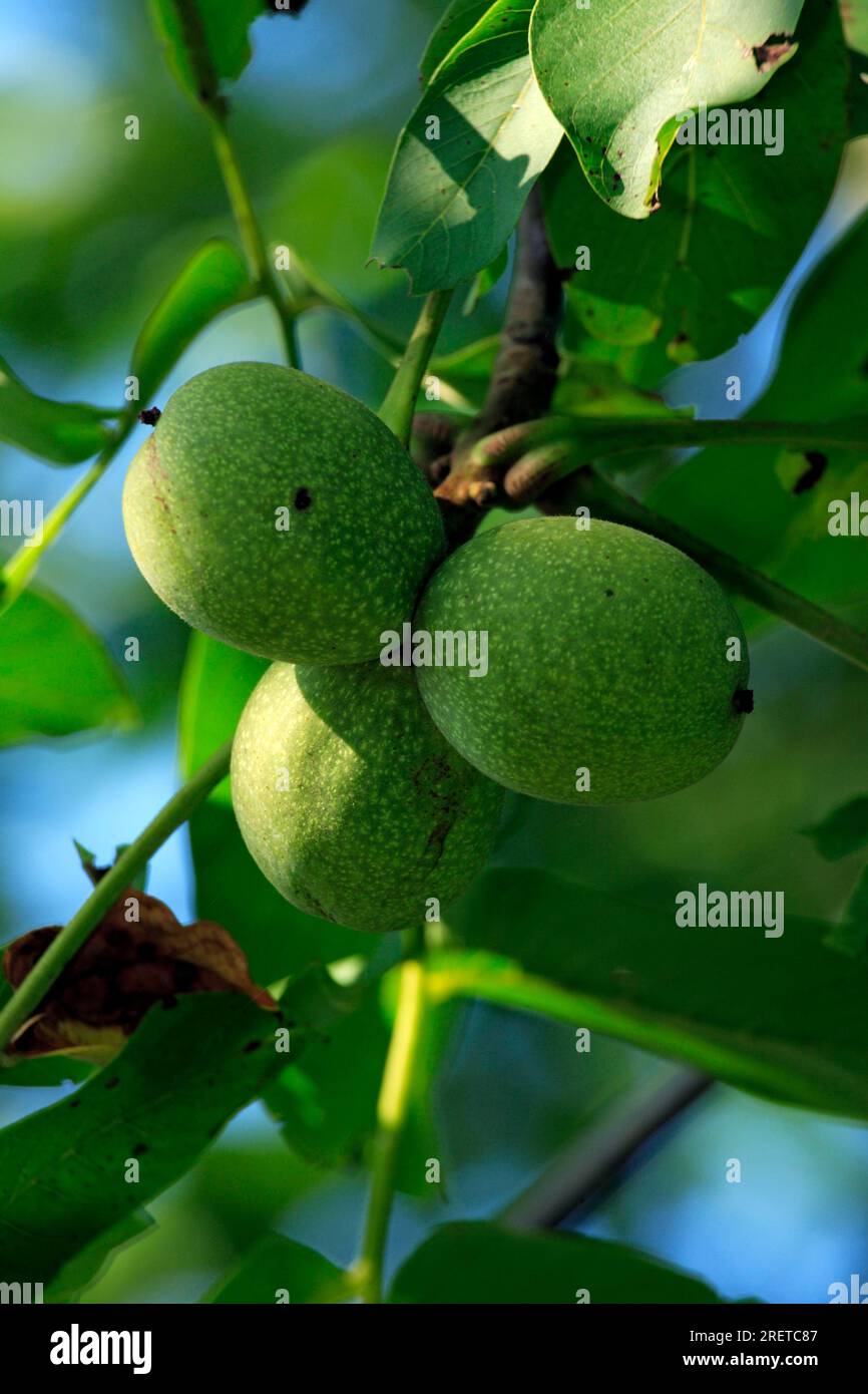 Walnut fruits on tree, Germany (Juglans regia Stock Photo - Alamy