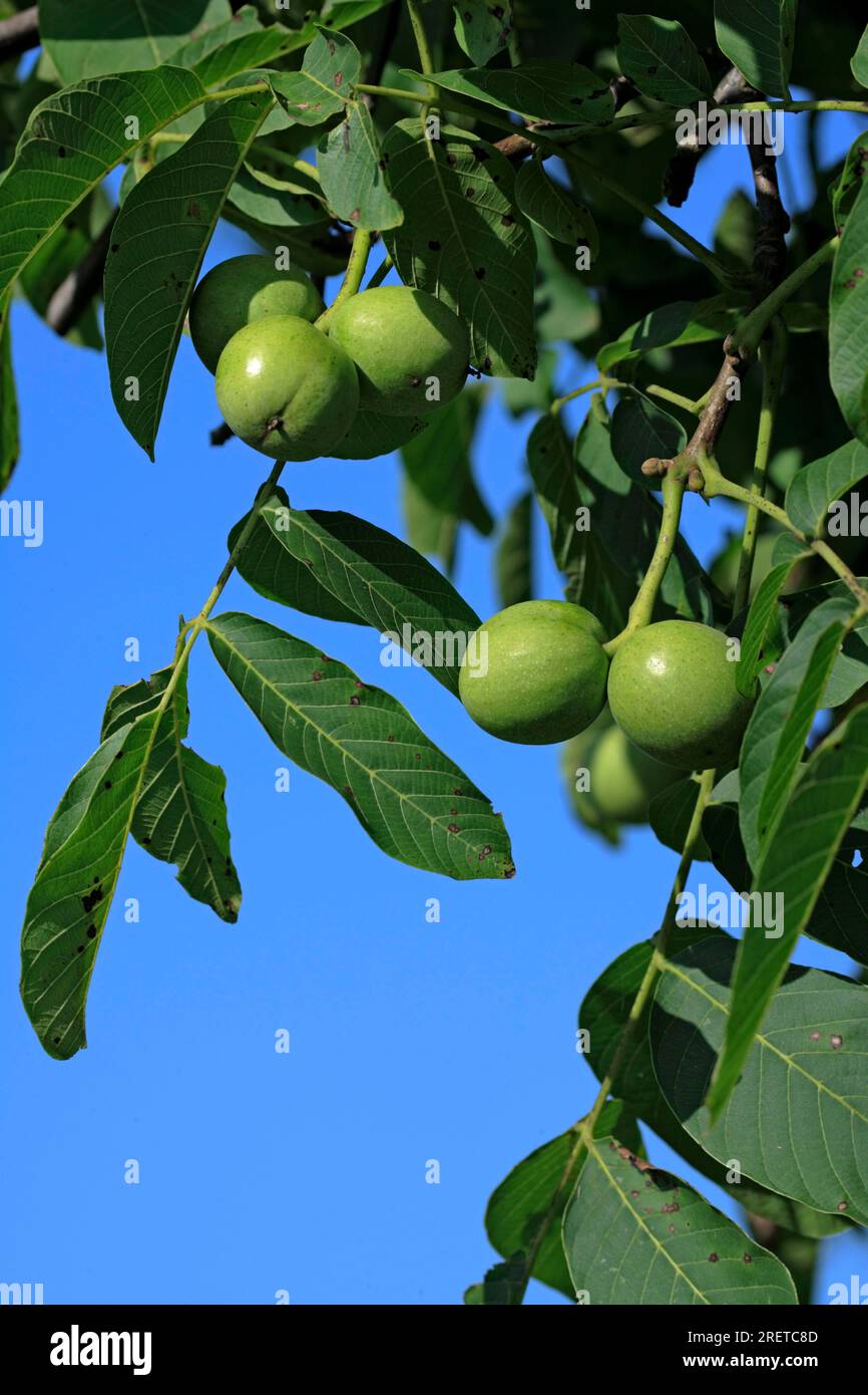 Walnut fruits on tree hi-res stock photography and images - Alamy