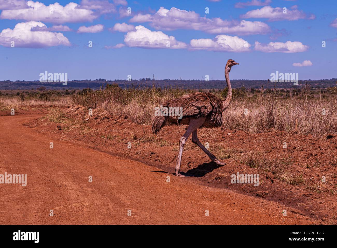 The common ostrich, or simply ostrich, is a species of flightless bird ...