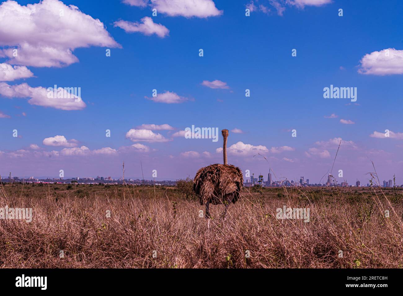 The common ostrich, or simply ostrich, is a species of flightless bird ...