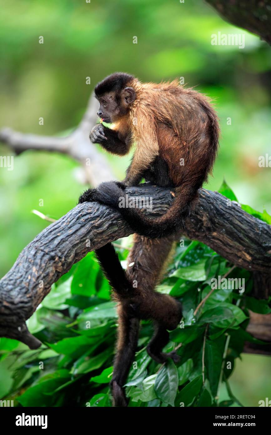 Weeper Capuchin (Cebus nigrivittatus), Wedge-capped Capuchin Stock ...
