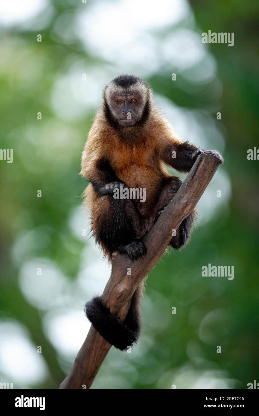 Weeper Capuchin (Cebus nigrivittatus), Wedge-capped Capuchin Stock ...