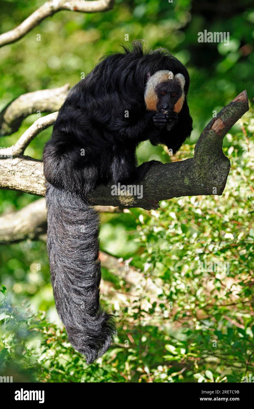 Pale-headed Saki, male (Pithecia pithecia Stock Photo - Alamy