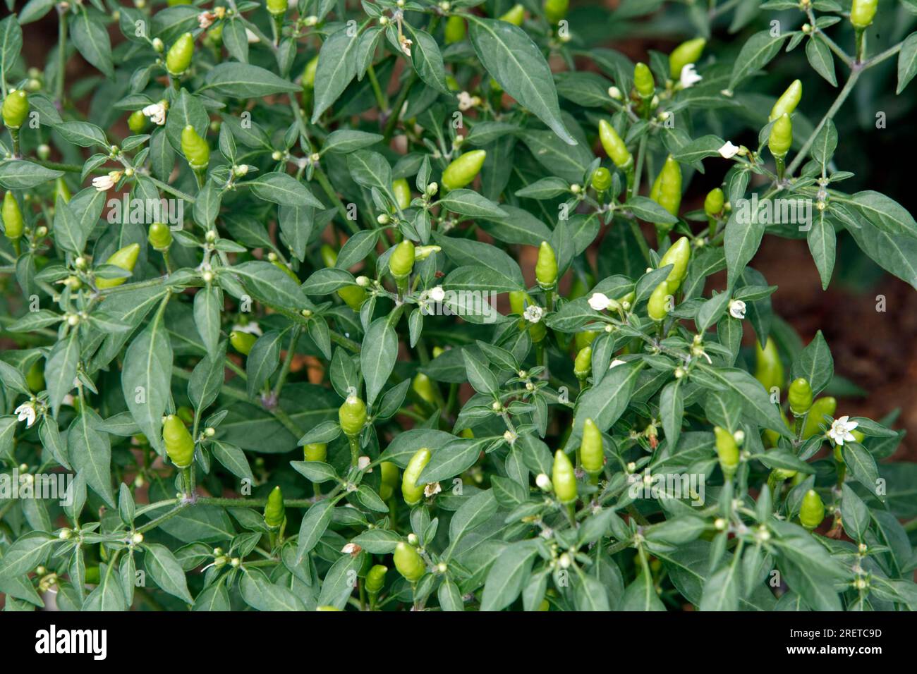 Bird's Eye Pepper (Capiscum Stock Photo - Alamy