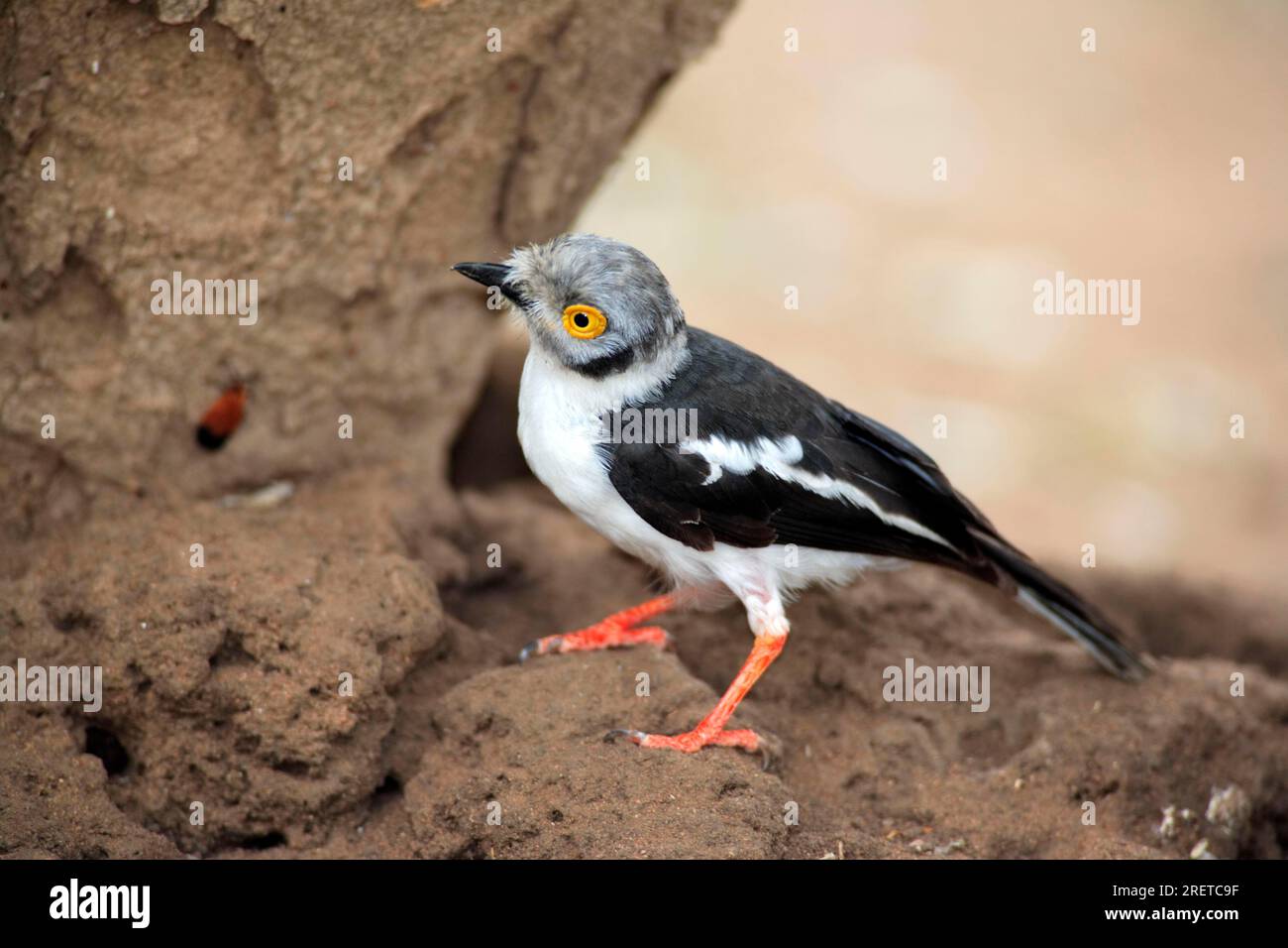 White Helmet Shrike, Kruger National Park, white-crested helmetshrike ...