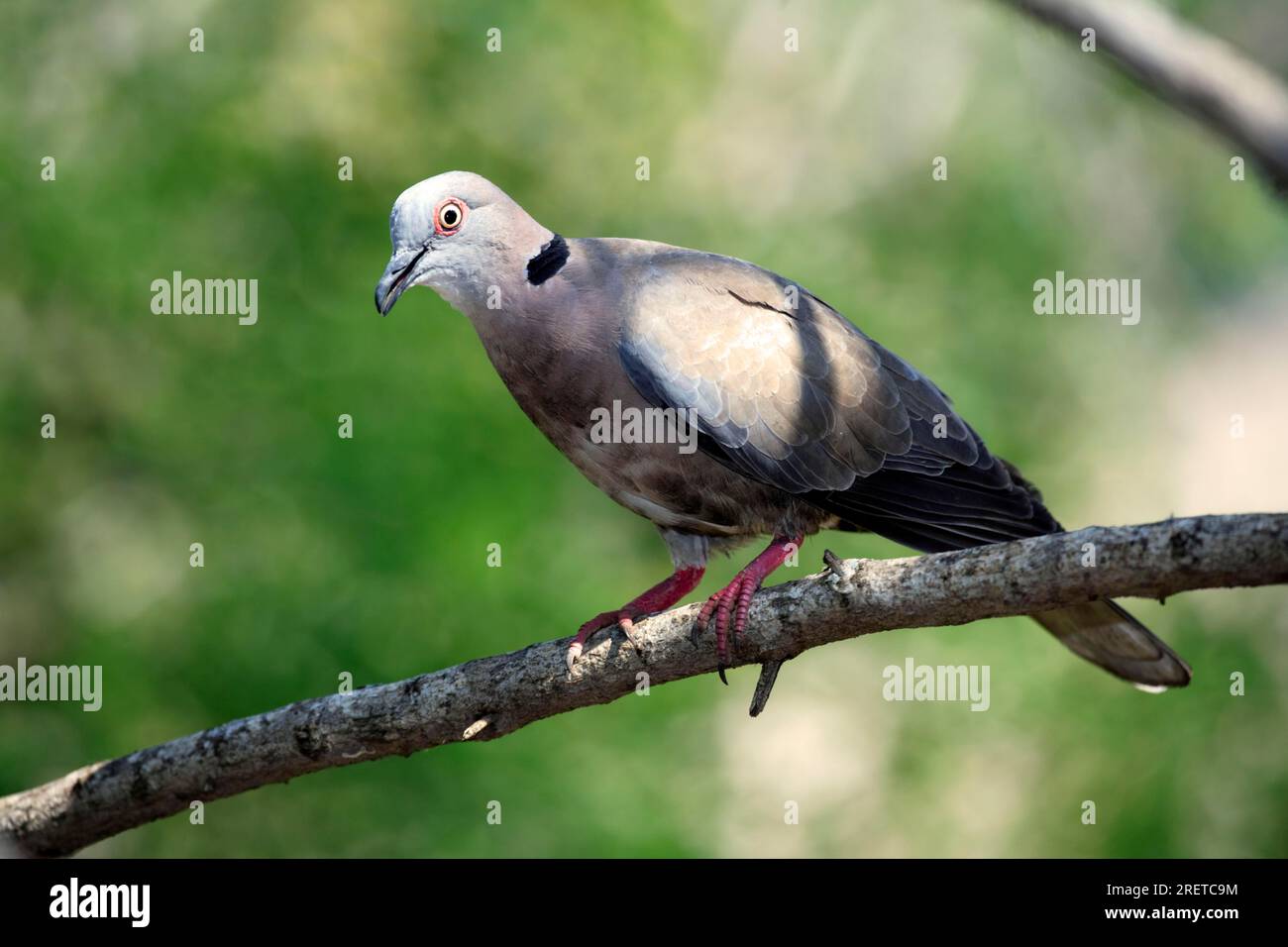African Mourning Dove (Streptopelia decipiens), Kruger national park ...
