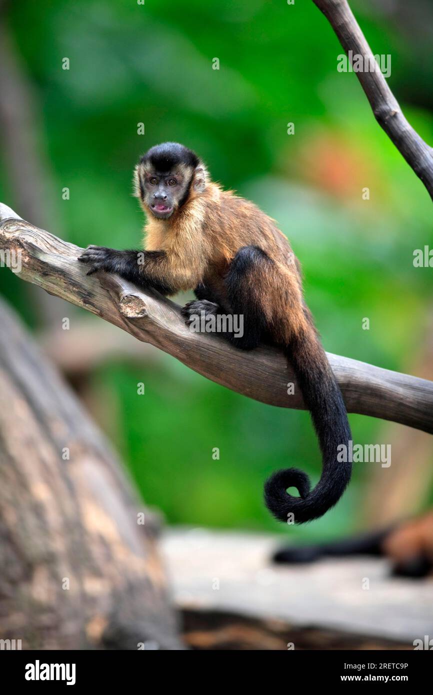 Weeper Capuchin (Cebus nigrivittatus), Wedge-capped Capuchin Stock ...