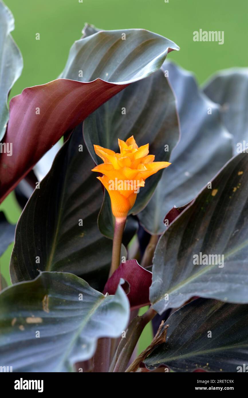 Eternal flame (Calathea crocata), Marantaceae Stock Photo - Alamy