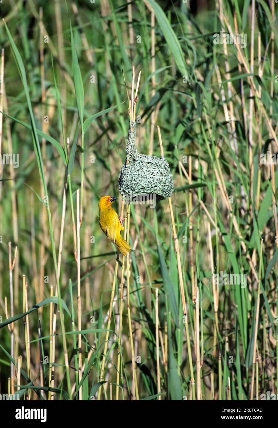 African eastern golden weaver (Ploceus subaureus), male building a nest ...
