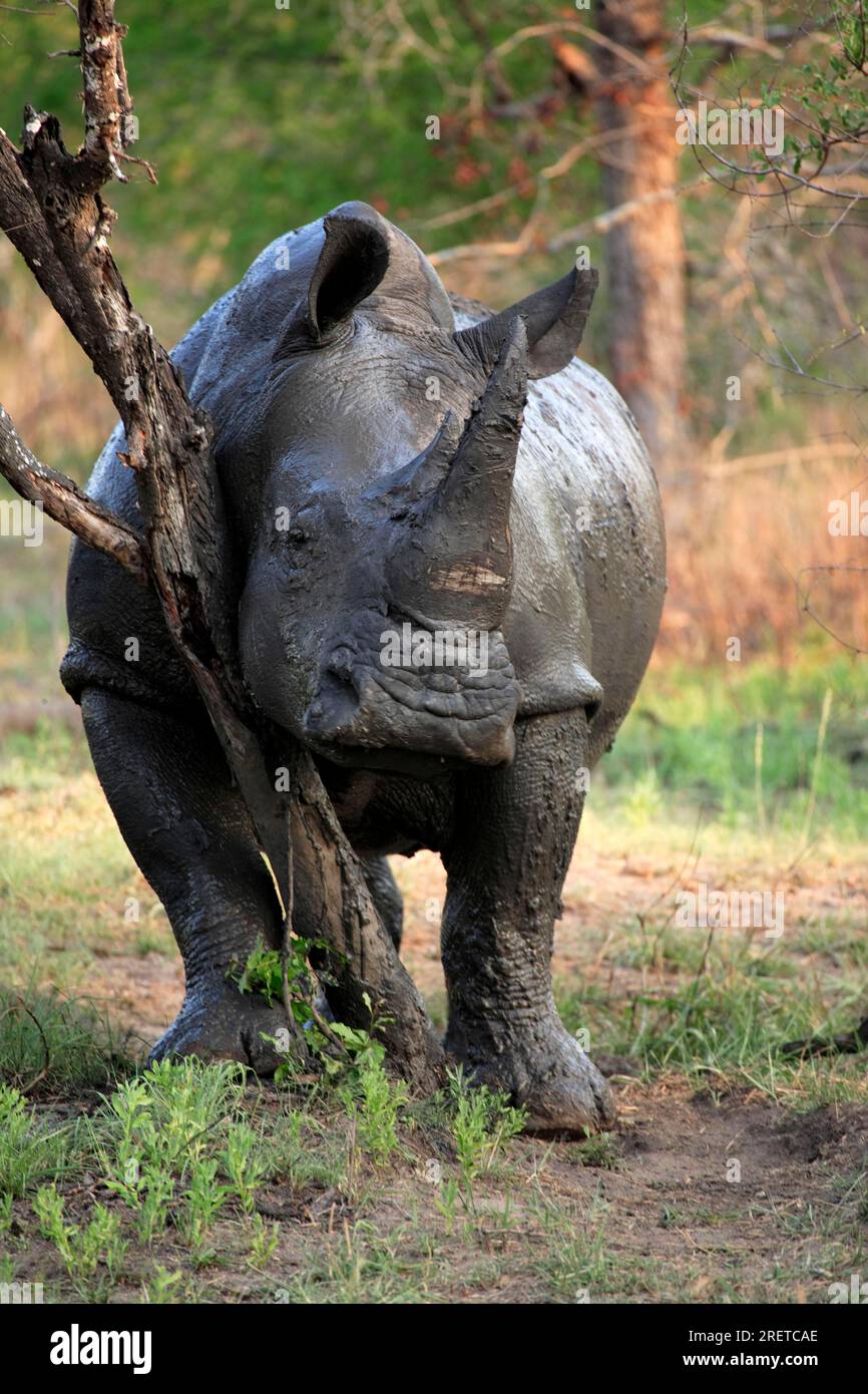 Wide-mouthed Rhinoceros (Ceratotherium simum) after mud bath, Kruger ...