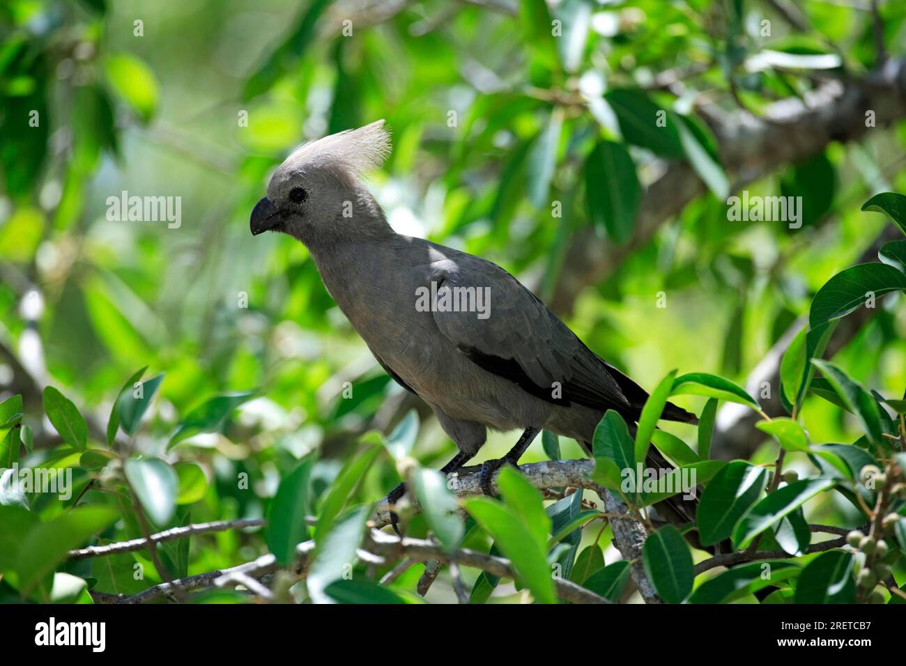 Go-away Bird, Kruger national park, South Africa, Grey Lourie ...