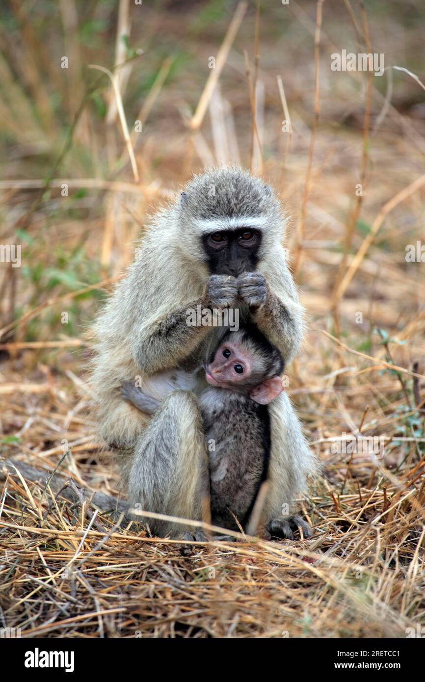 Green Monkey, female with young, Kruger national park, South Africa ...