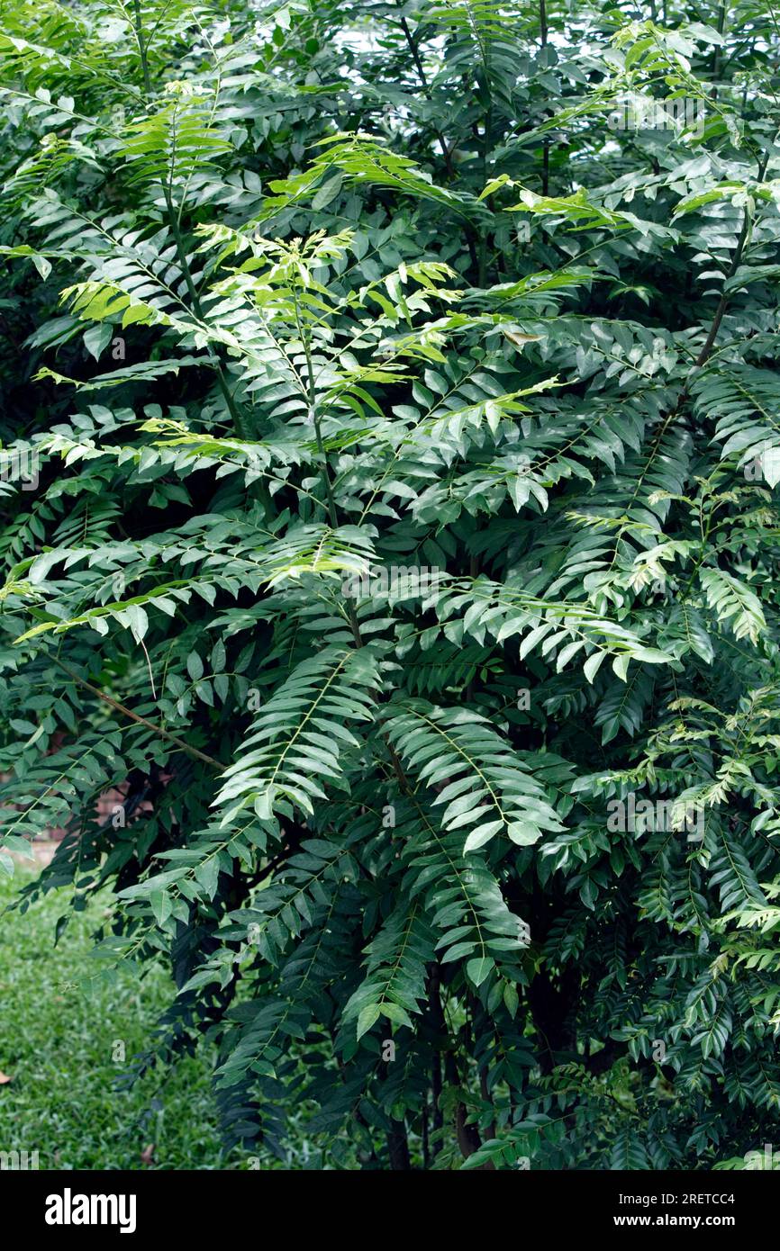 Curry tree (Murraya koenigii Stock Photo - Alamy