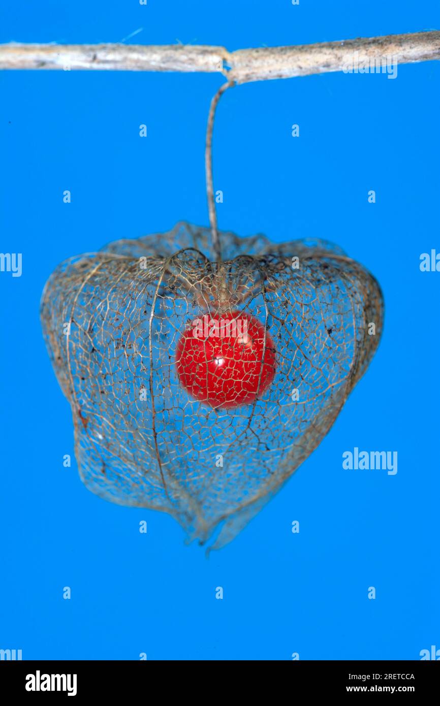 Bladder cherry (Physalis alkekengi), Fruit (Physalis franchetii), Judas ...