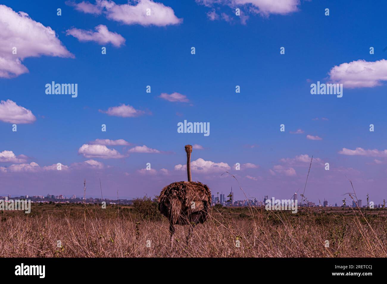 The common ostrich, or simply ostrich, is a species of flightless bird ...