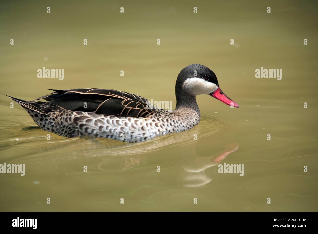 Red billed teal duck hi-res stock photography and images - Alamy