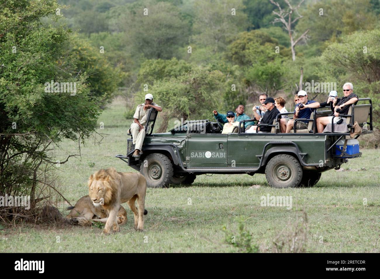 Tourists in safari jeep and African lions (Panthera leo), Kruger ...