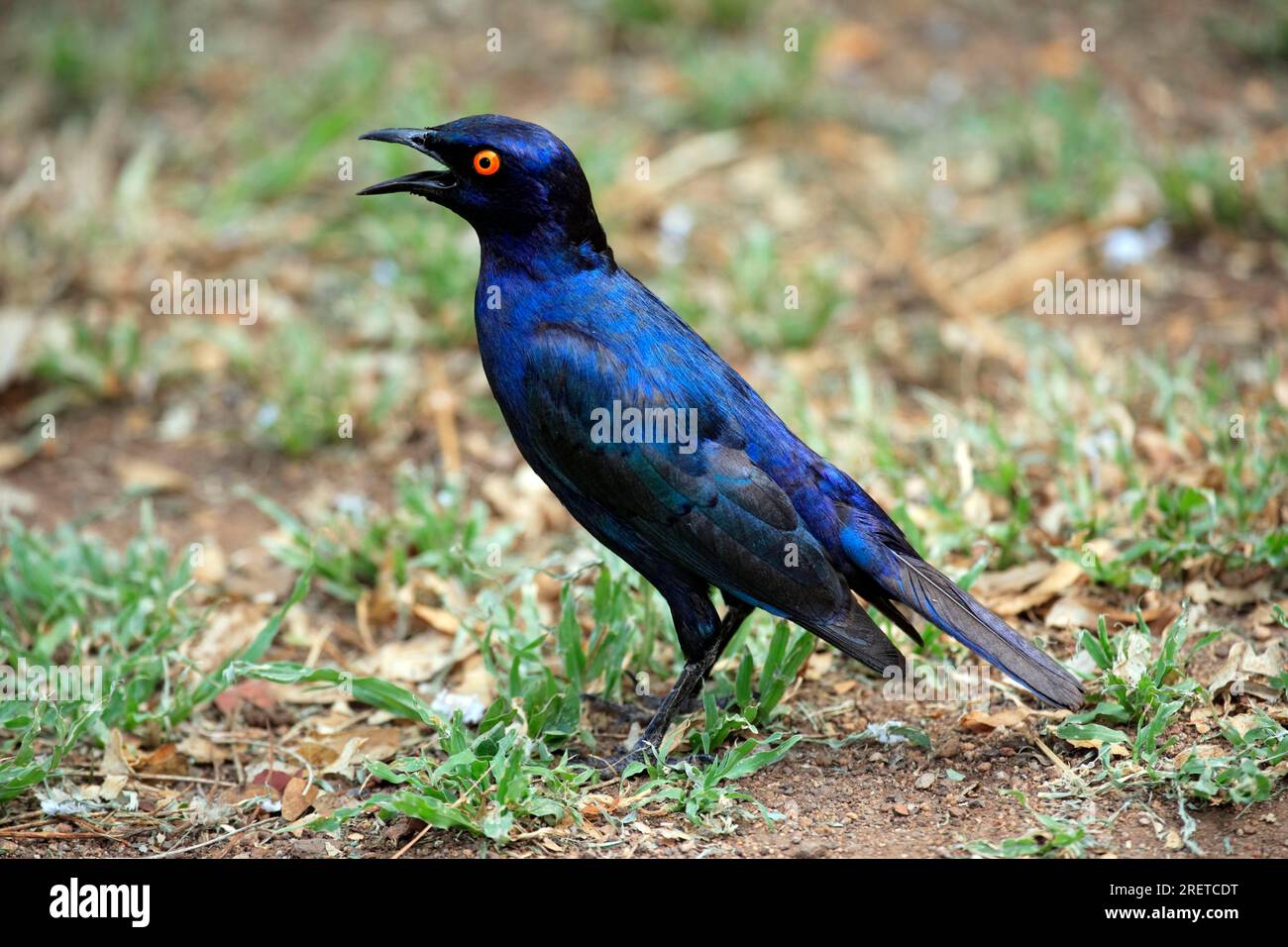 Cape starling (Lamprotornis nitens), Kruger National Park, South Africa ...