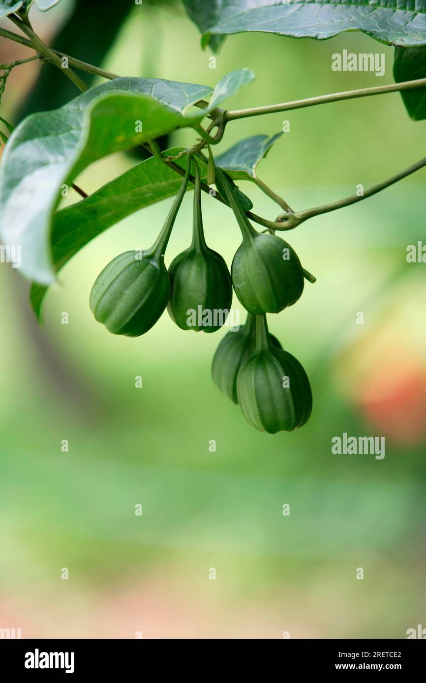 Pipe flower, fruits (Aristolochia longa Stock Photo - Alamy