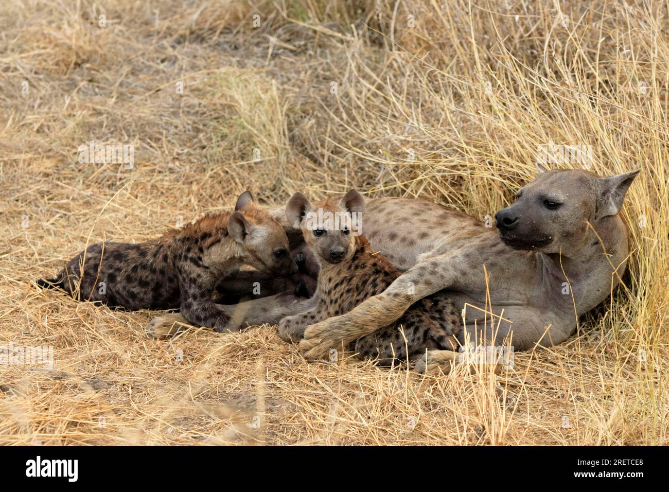 Spotted hyena (Crocuta crocuta), female suckling young, Kruger National ...