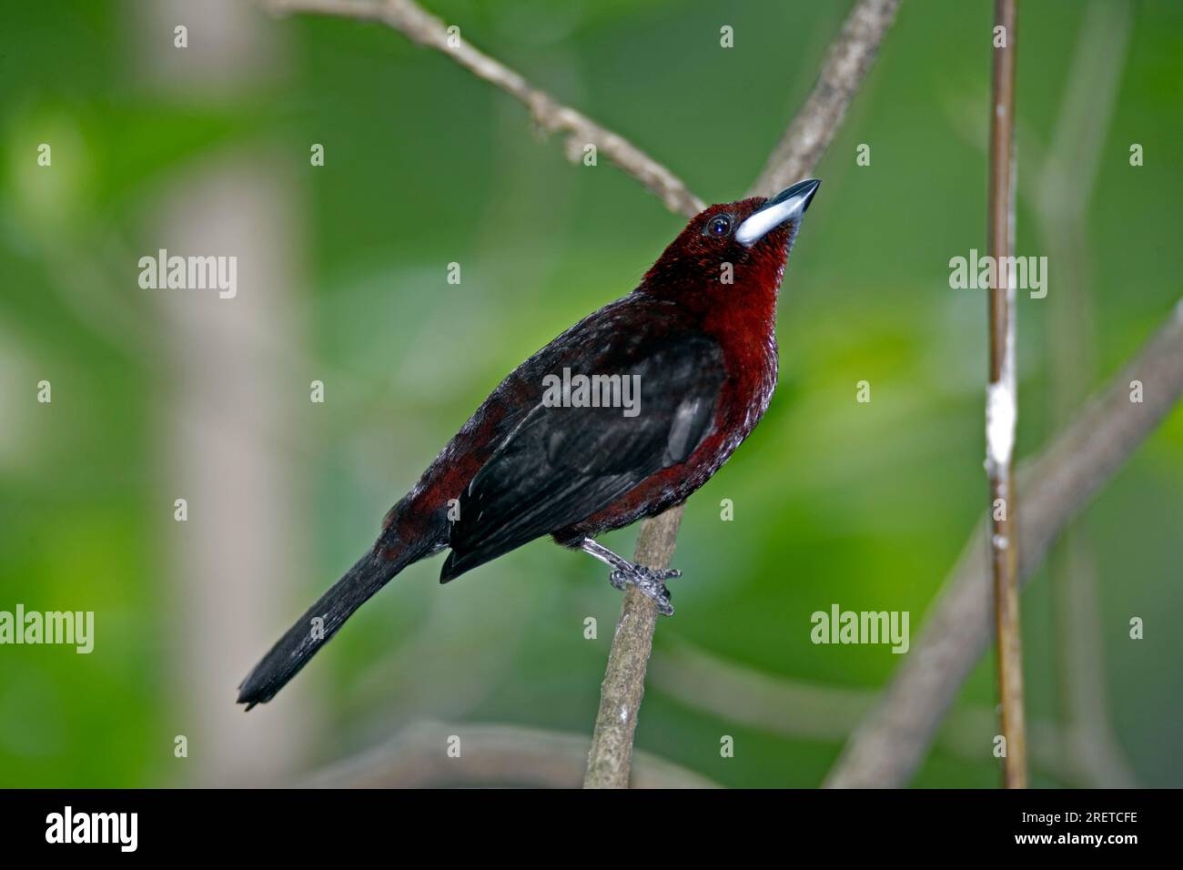 Scarlet-bellied tanager, male (Ramphocelus dimidiatus Stock Photo - Alamy