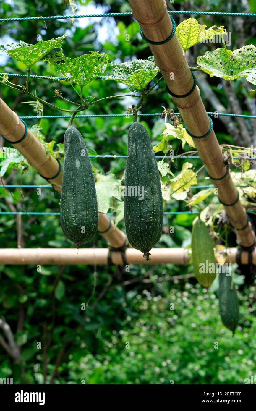 Smooth Loofah (Luffa aegyptiaca Stock Photo - Alamy