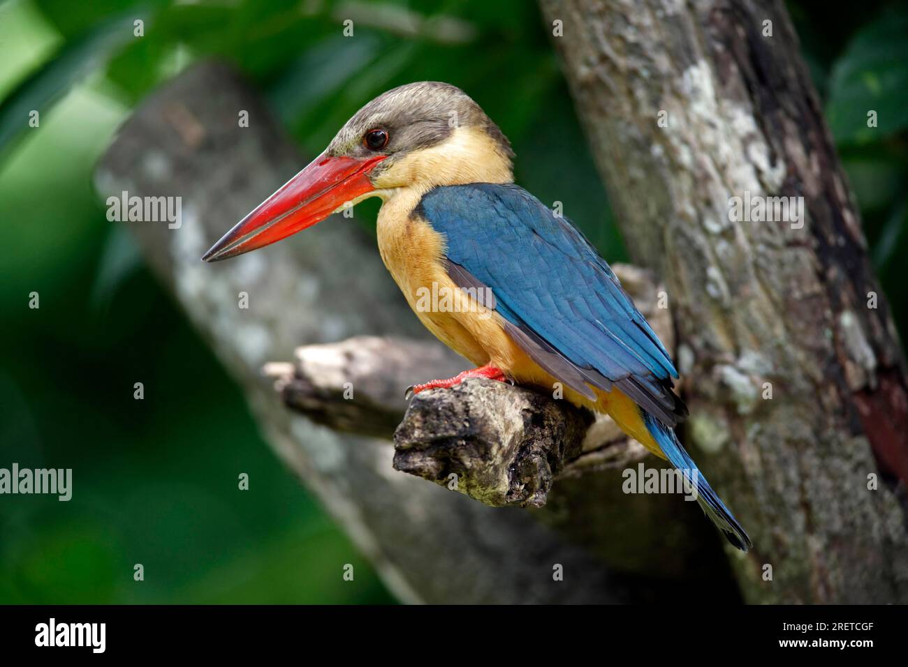 Stork-billed kingfisher (Halcyon capensis) Kingfishers, Kingfisher Stock Photo - Alamy
