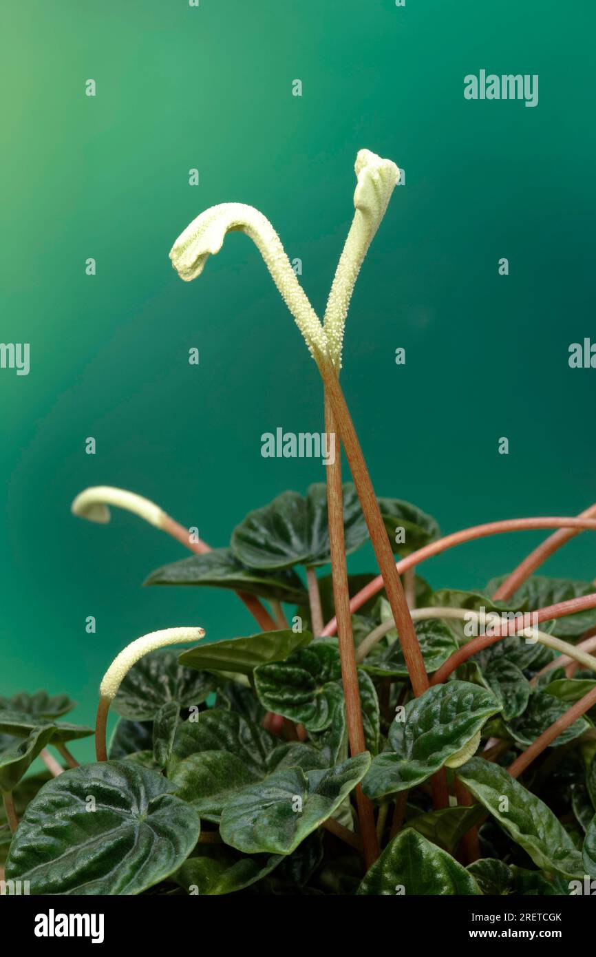 Dwarf pepper (Peperomia caperata Stock Photo - Alamy