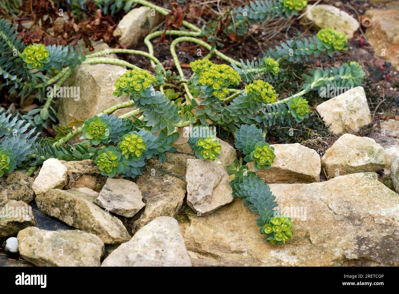 Creeping myrtle spurge (Euphorbia myrsinites), Donkey's tail, Myrtle ...