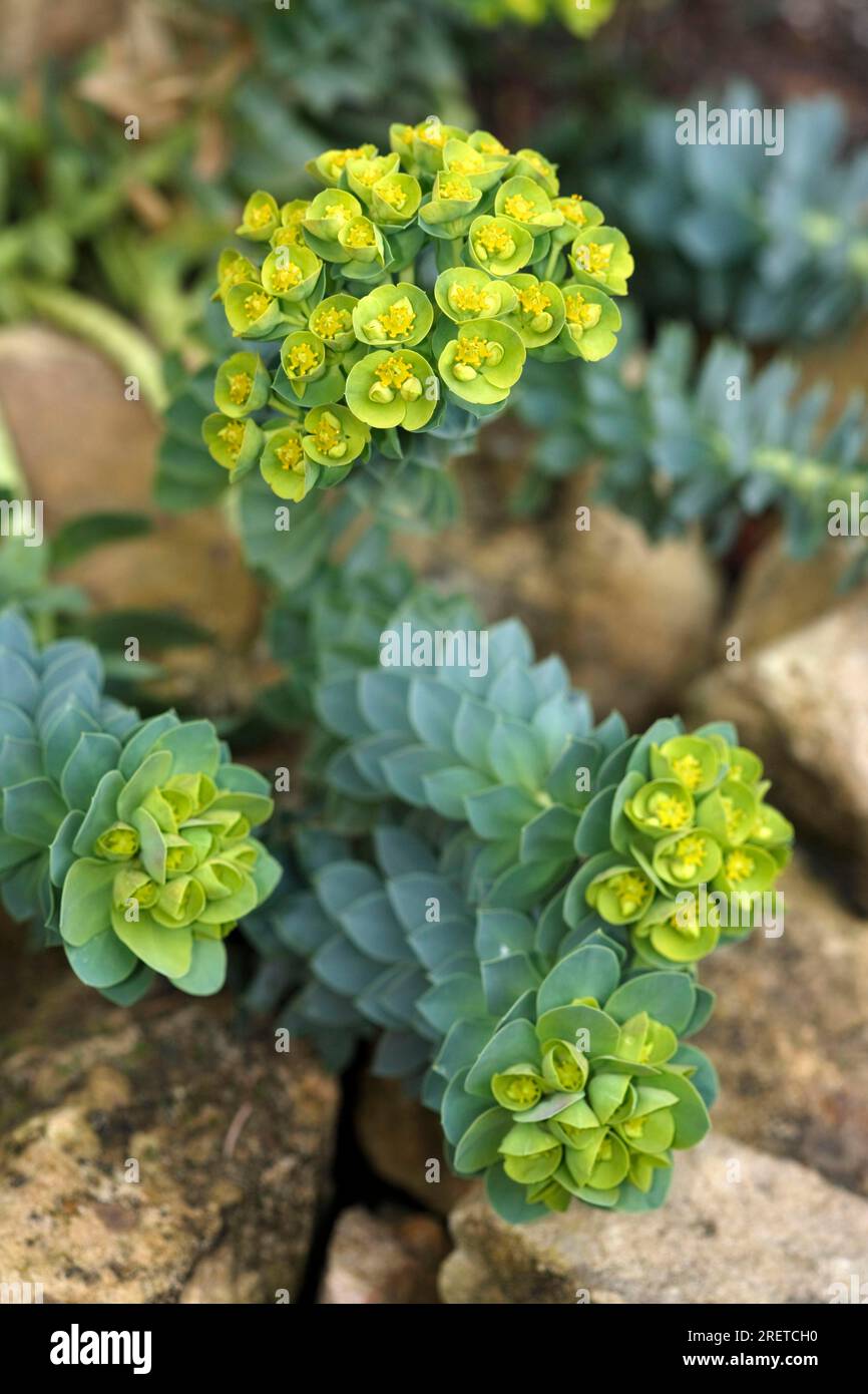 Creeping Spurge (Euphorbia myrsinites), Donkey Tail, Myrtle Spurge ...