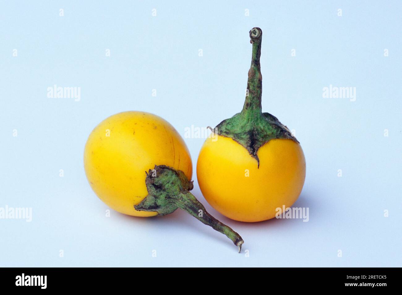 Egg plants (Solanum melongena) Aubergine, Terong Kuning Stock Photo - Alamy