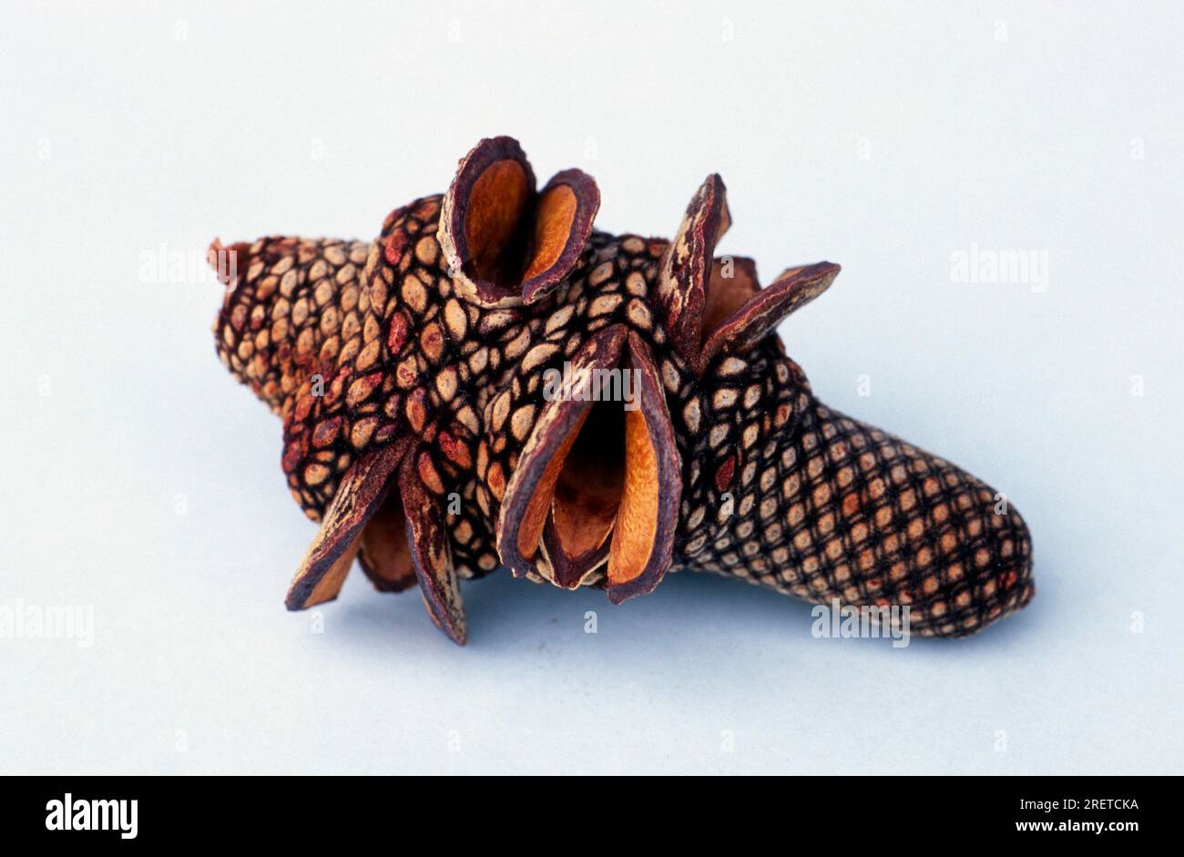 Banksia cone (), Australia Stock Photo - Alamy