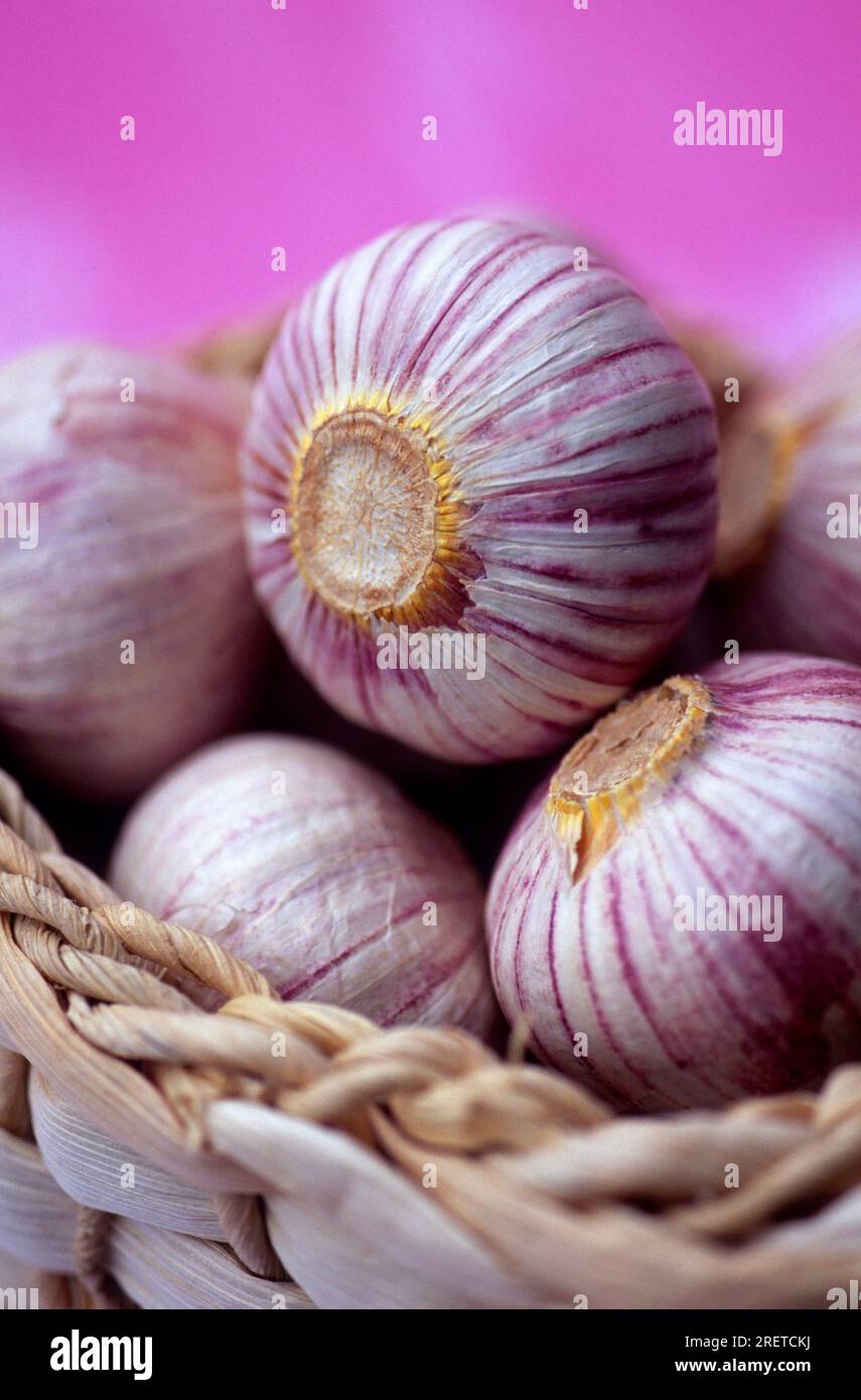 Garlic (Allium sativum Stock Photo - Alamy