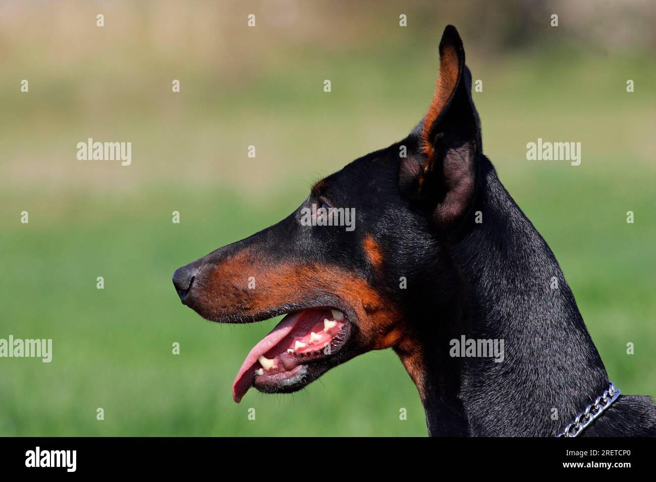 Doberman Head Profile