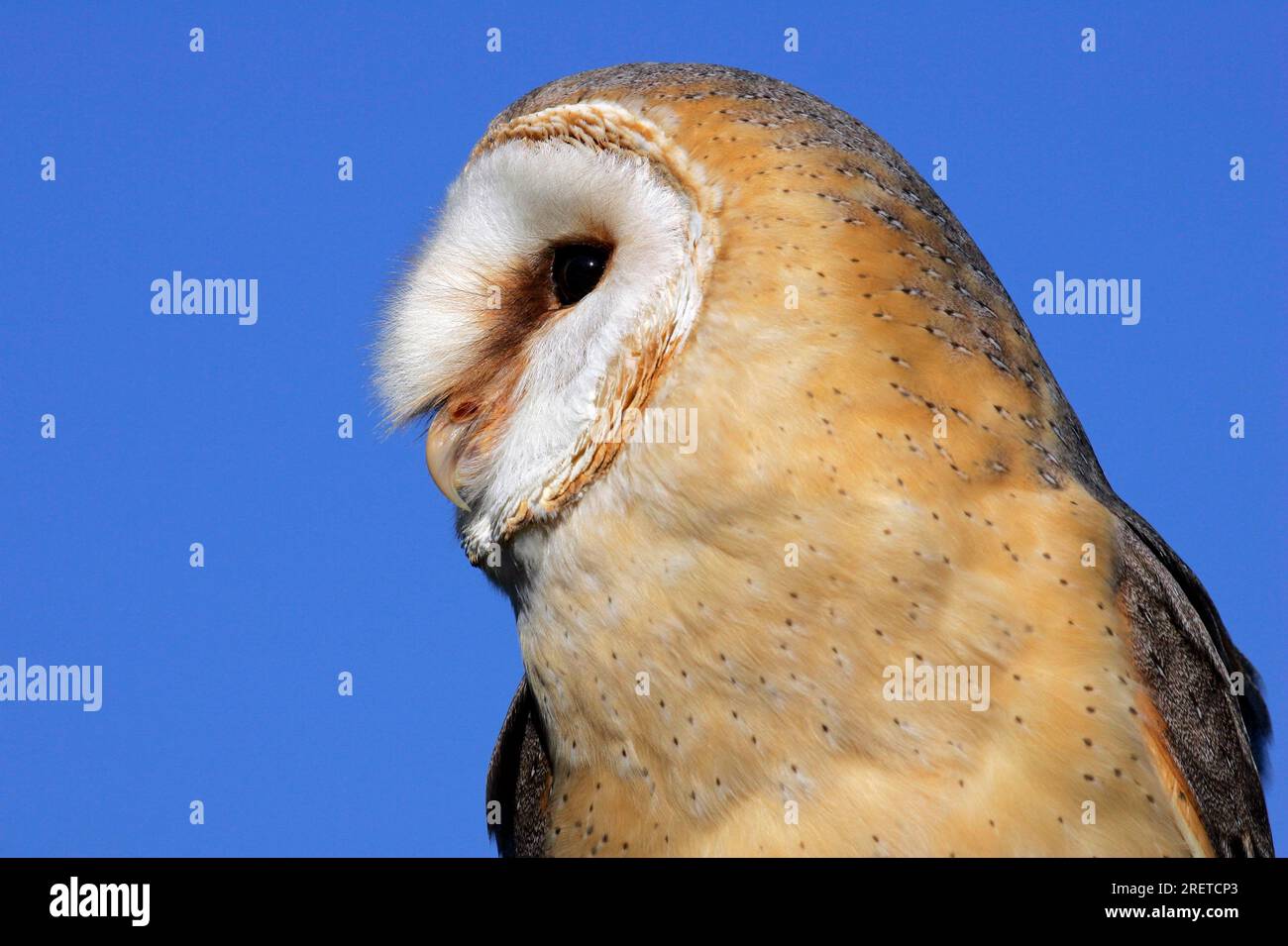 Side profile of owl hi-res stock photography and images - Alamy