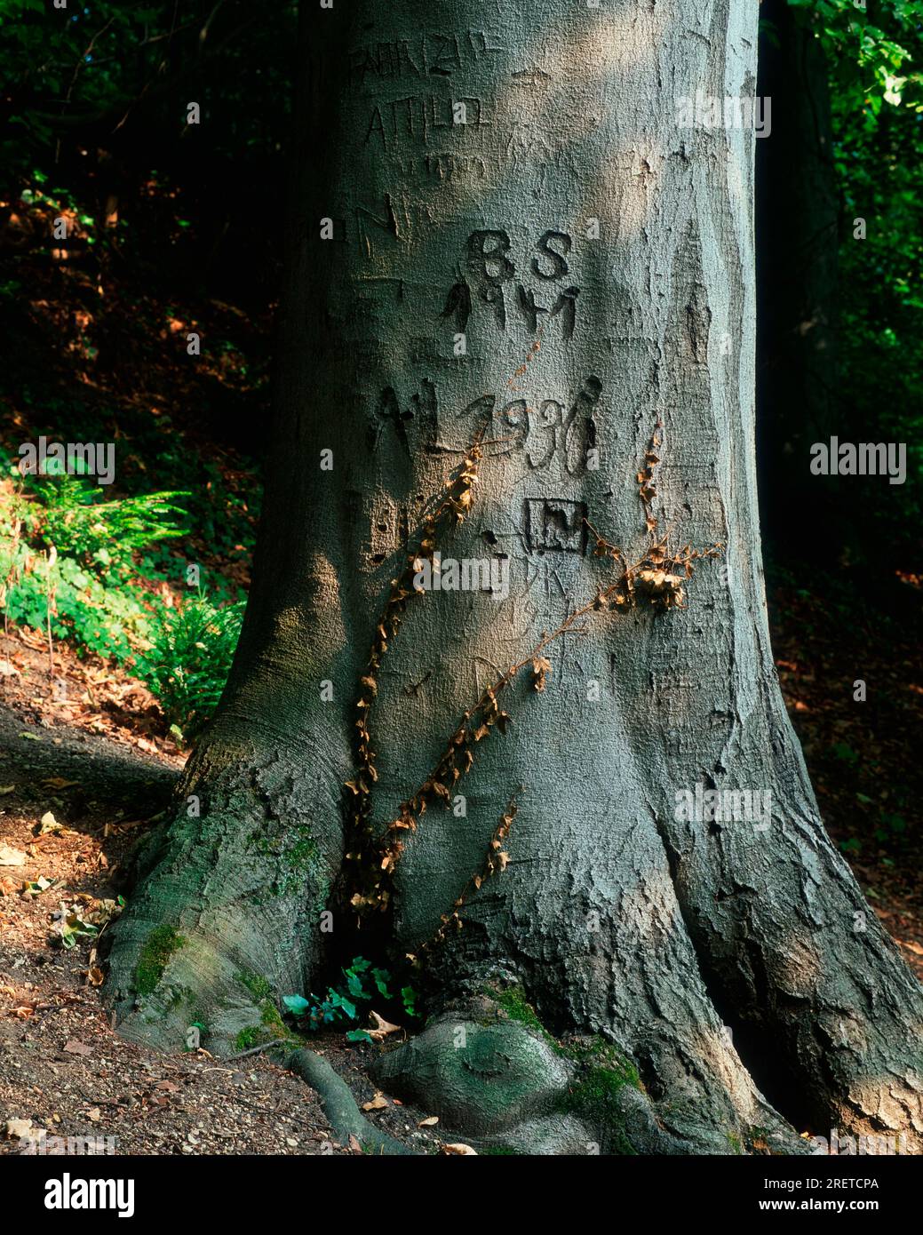 Beech trunk carving hi-res stock photography and images - Alamy