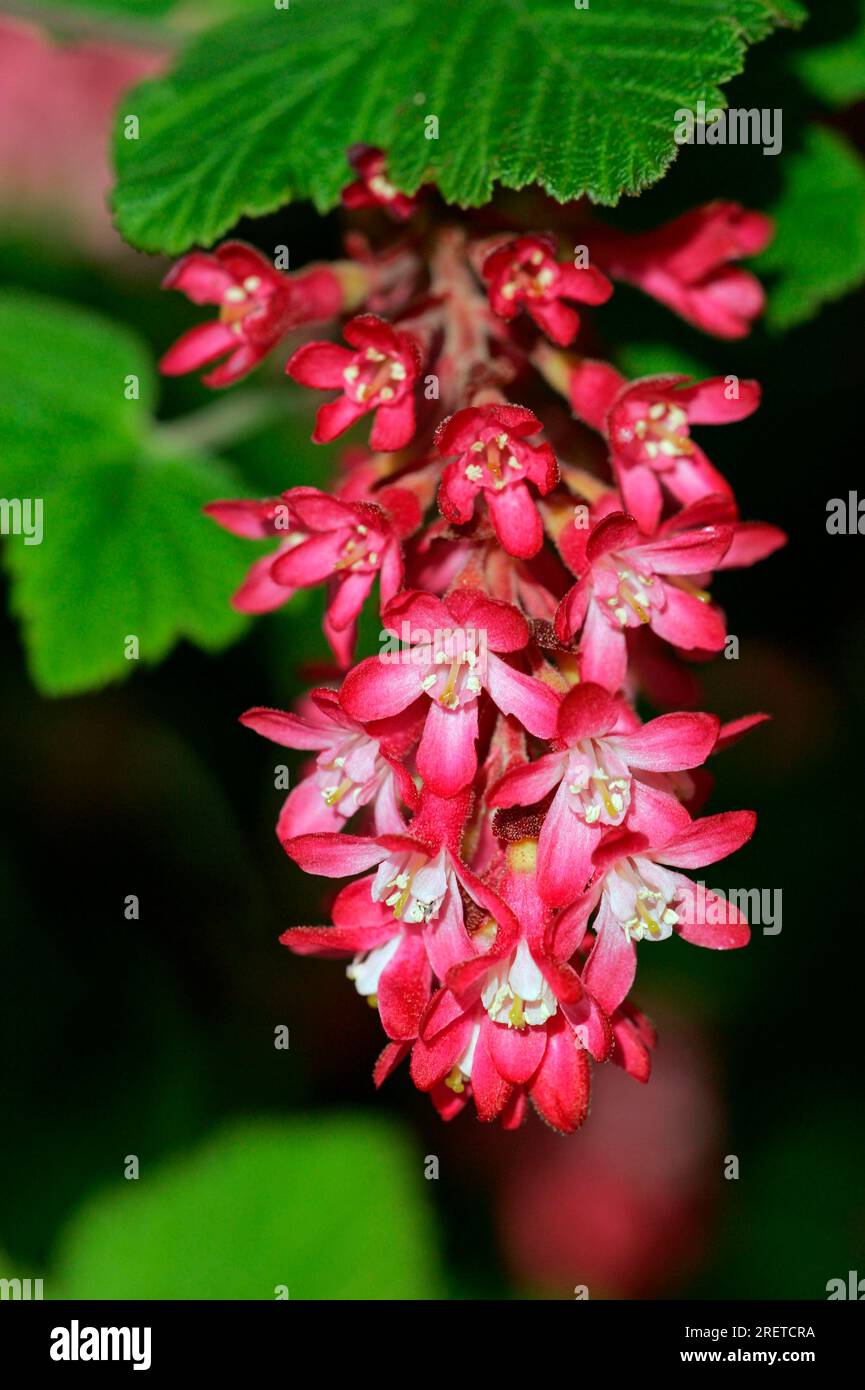 Flowering Currant or Red-flowering Currant (Ribes sanguineum Stock ...