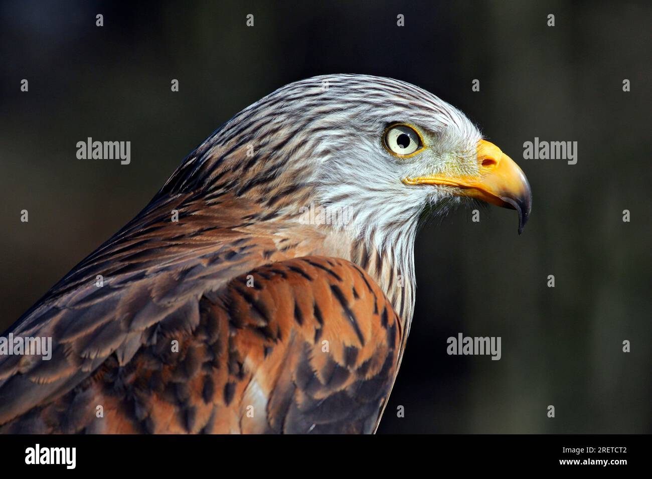Side profile head red hi-res stock photography and images - Alamy