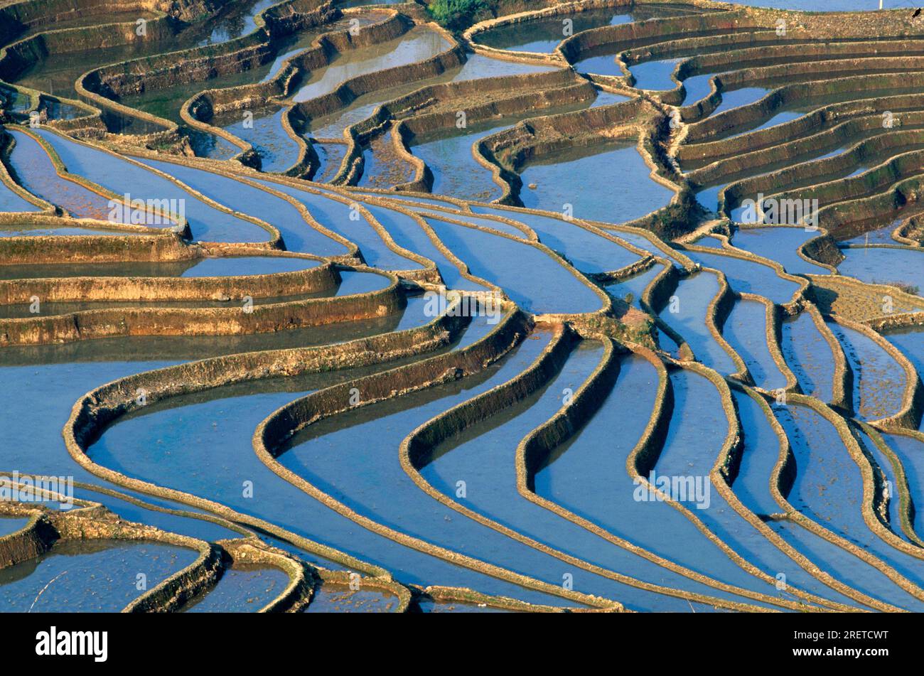Rice Terraces, Quanfuzhuang, Yuangyan, Rice Field, Rice Fields, China ...