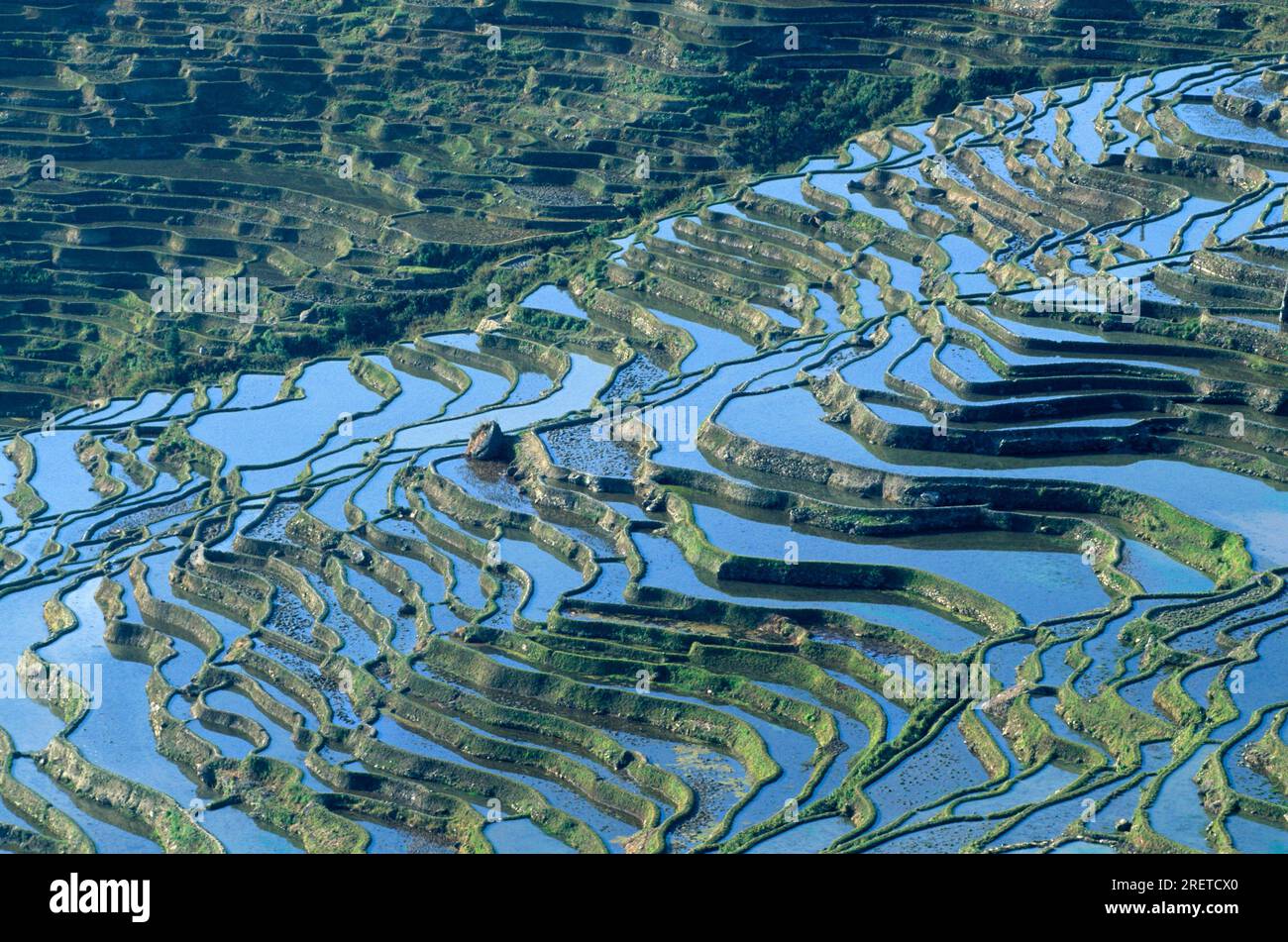 Rice Terraces, Huangcaoling, Yuangyan, Rice Field, Rice Fields, China ...