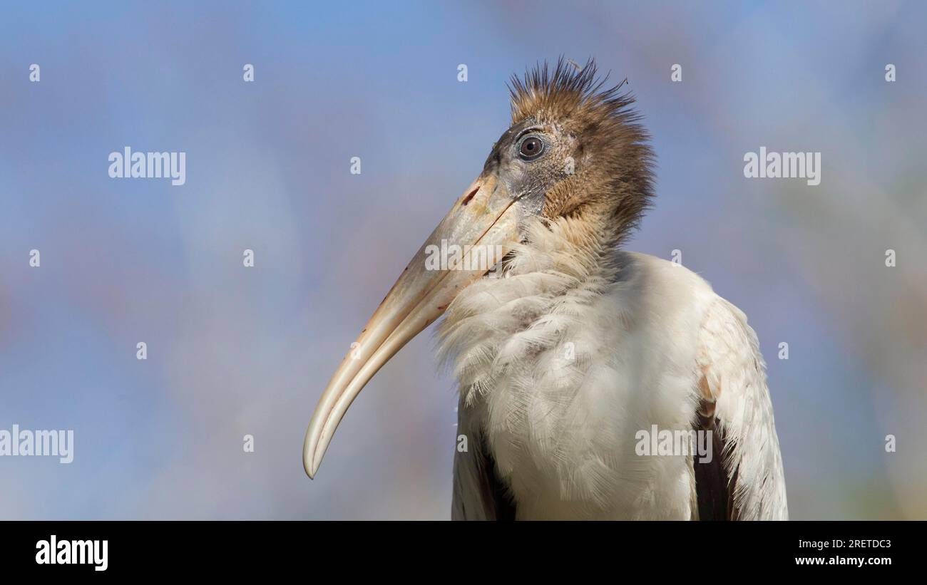 North american stork hi-res stock photography and images - Alamy