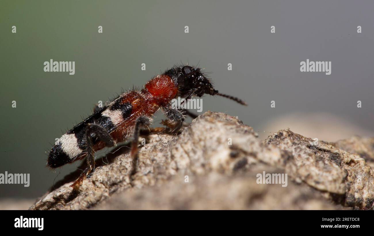 Ant Cotyledonous Beetle Stock Photo - Alamy