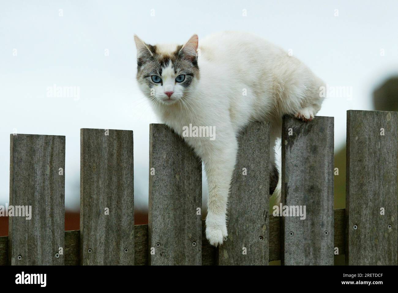 Felidae, domestic kitten, domestic cat (Felis Catus), pet, pets Stock ...