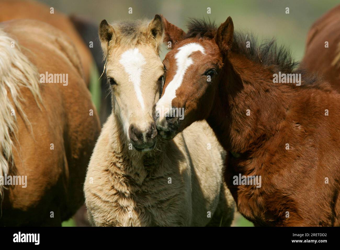 Horse-Mix, Riding Pony x Haflinger, Partbred Horses Stock Photo - Alamy