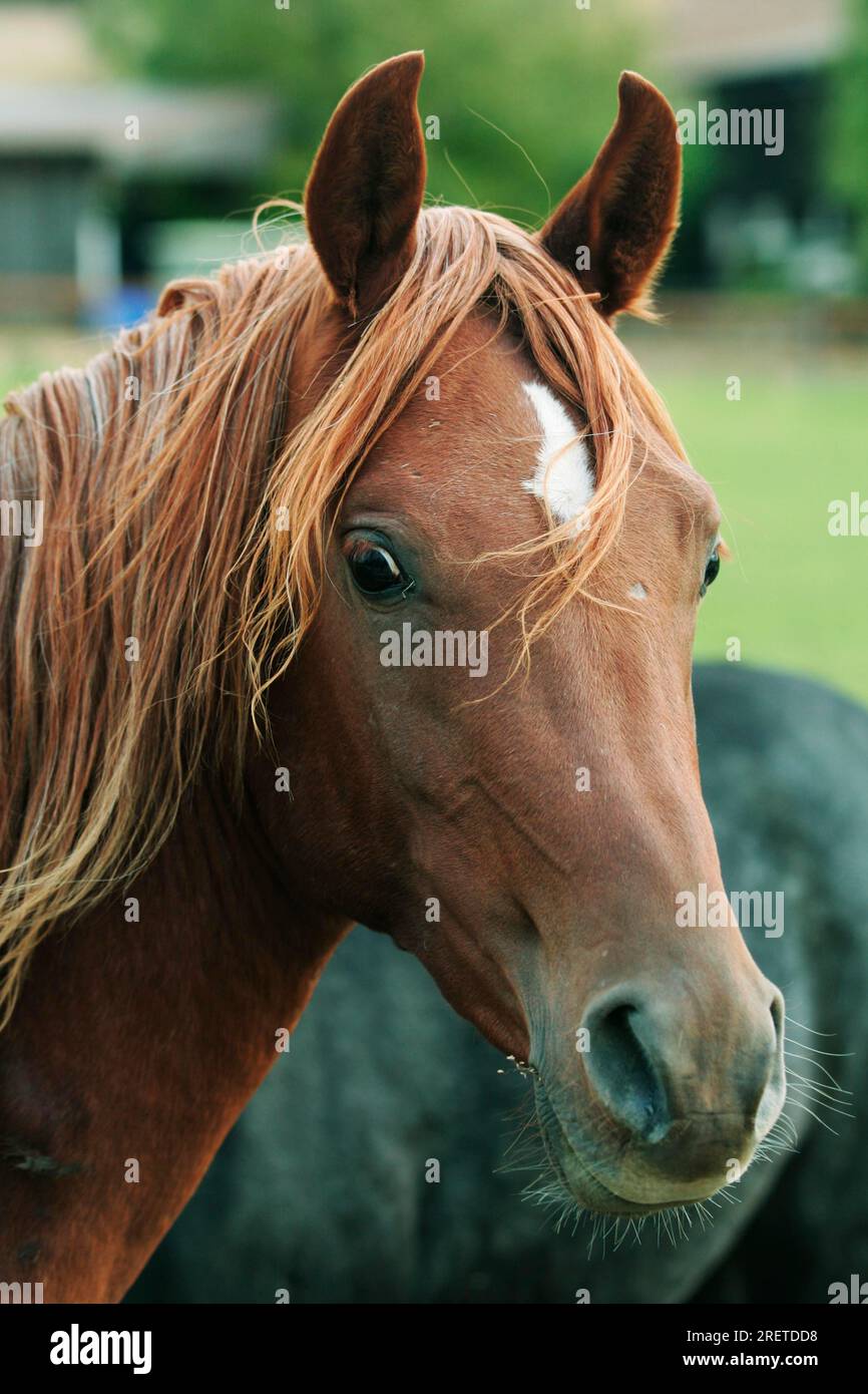 Arabian Thoroughbred Horse, Thoroughbred Arabian, Arabian Thoroughbred ...
